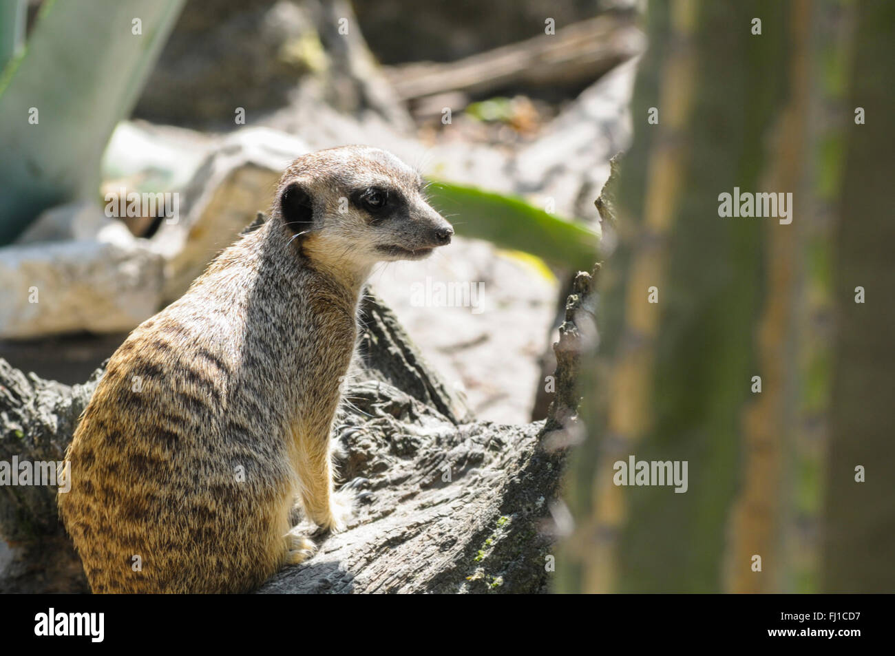 Happy suricate hi-res stock photography and images - Alamy