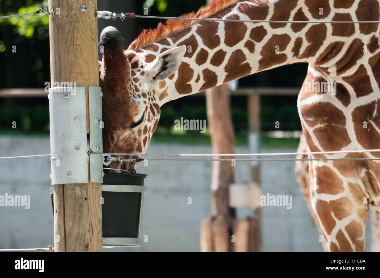 Portrait of a giraffe in open zoo eating food from bucket Stock Photo ...