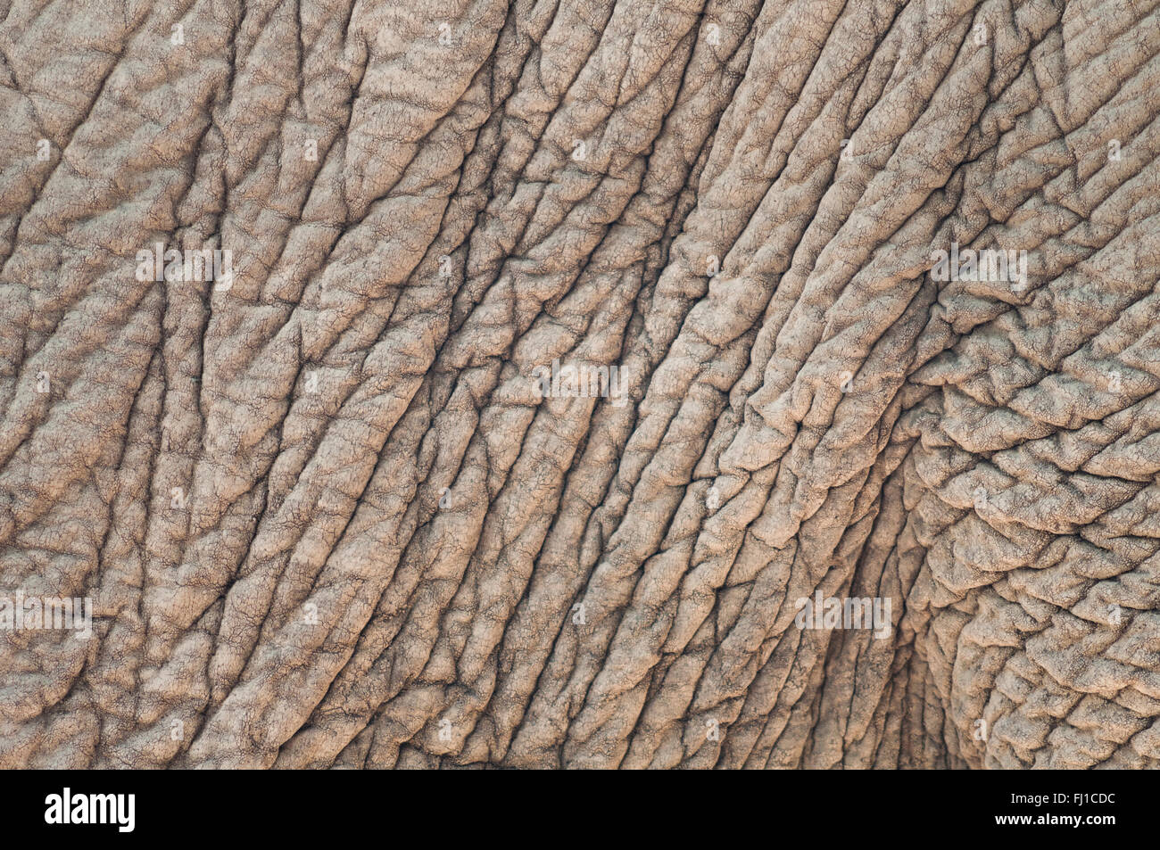 Elephant skin texture hi-res stock photography and images - Alamy