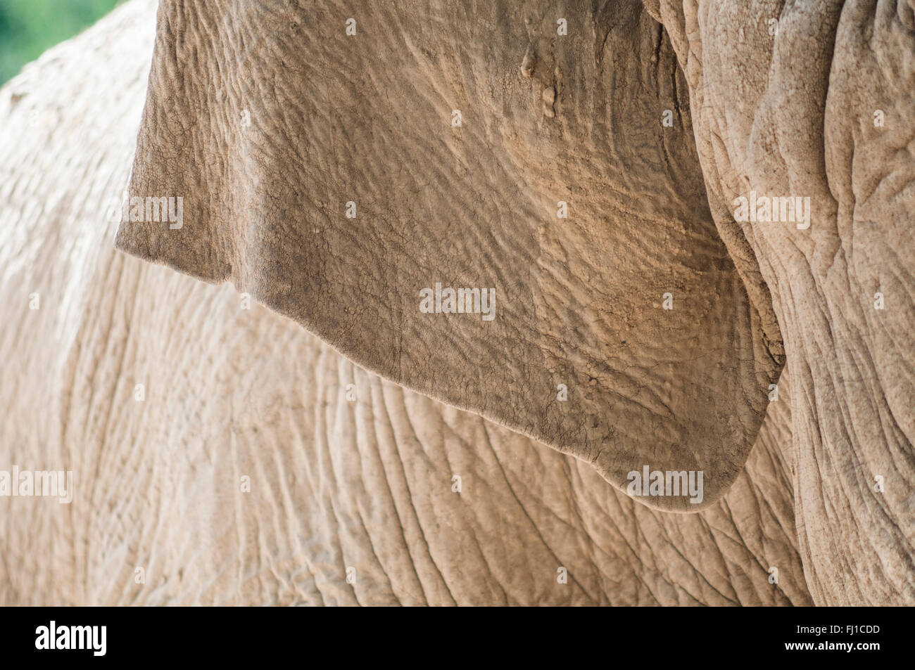 Elephant skin texture hi-res stock photography and images - Alamy