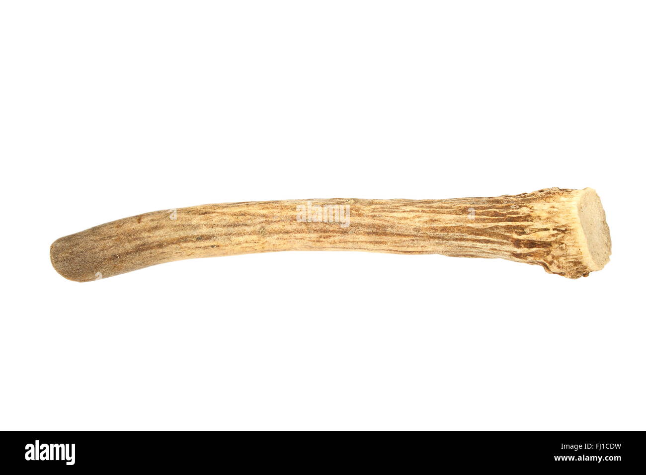 juvenile fallow deer horn isolated over white background; this is an ...