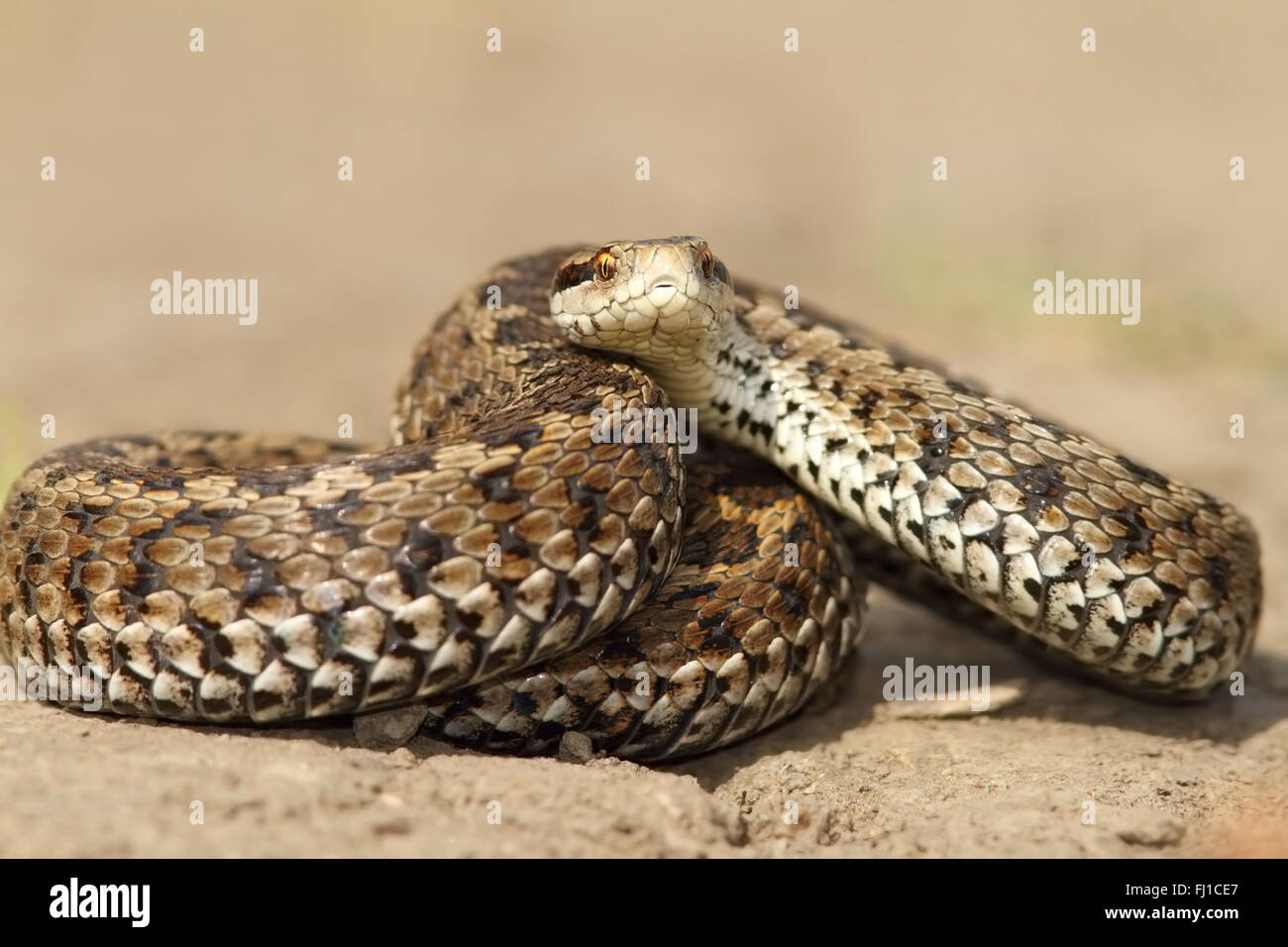 female meadow viper standing on the ground in natural habitat, ready to ...