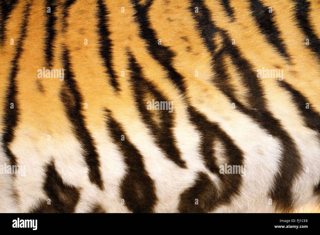 natural pattern of tiger fur, real animal leather texture Stock Photo ...