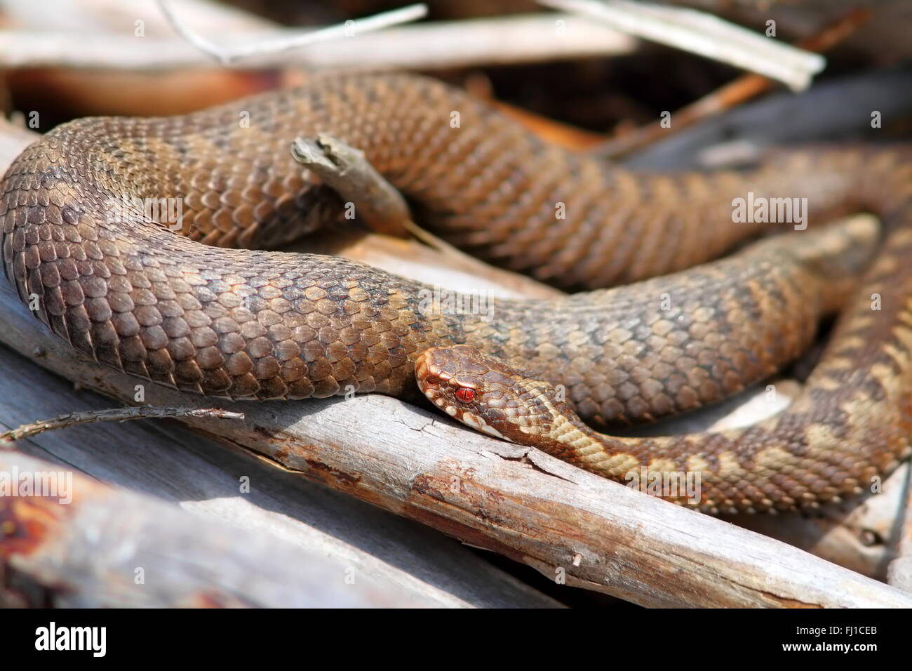 orange female common adder basking on old twigs ( Vipera berus Stock ...