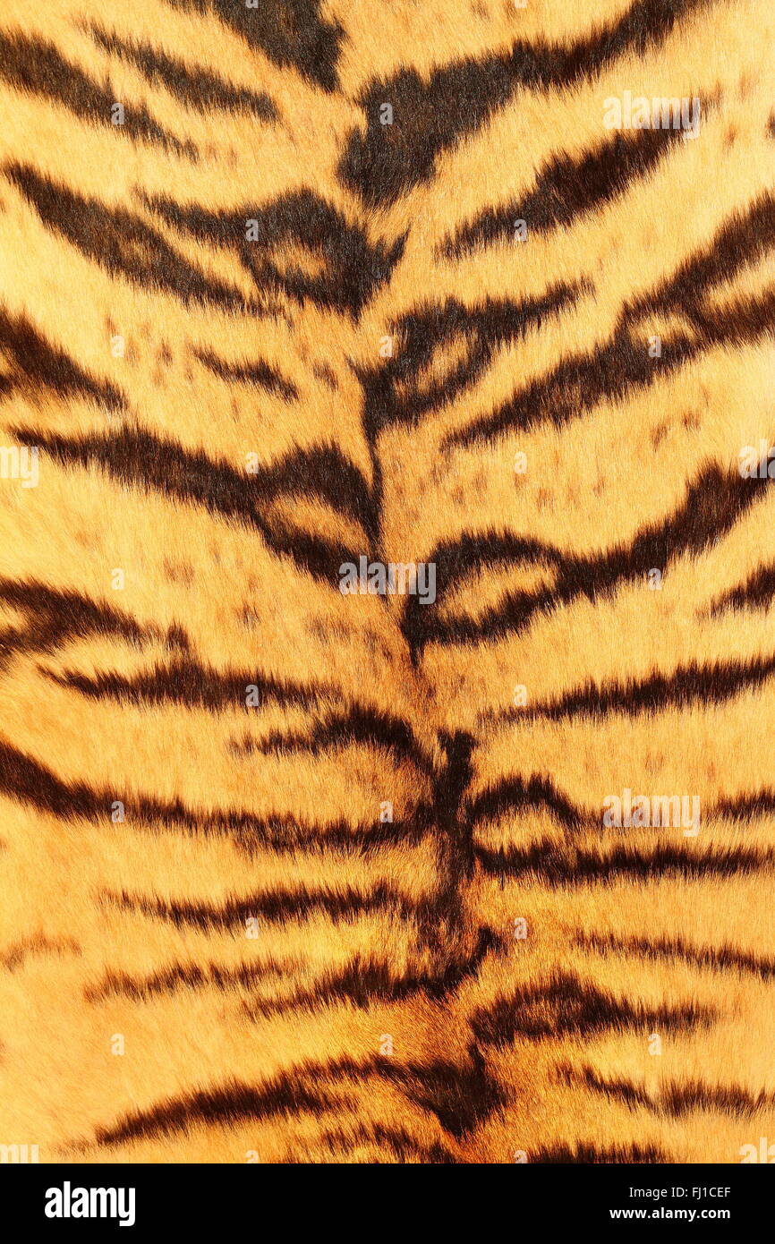 textured fur of a tiger, natural real pattern with black stripes Stock ...