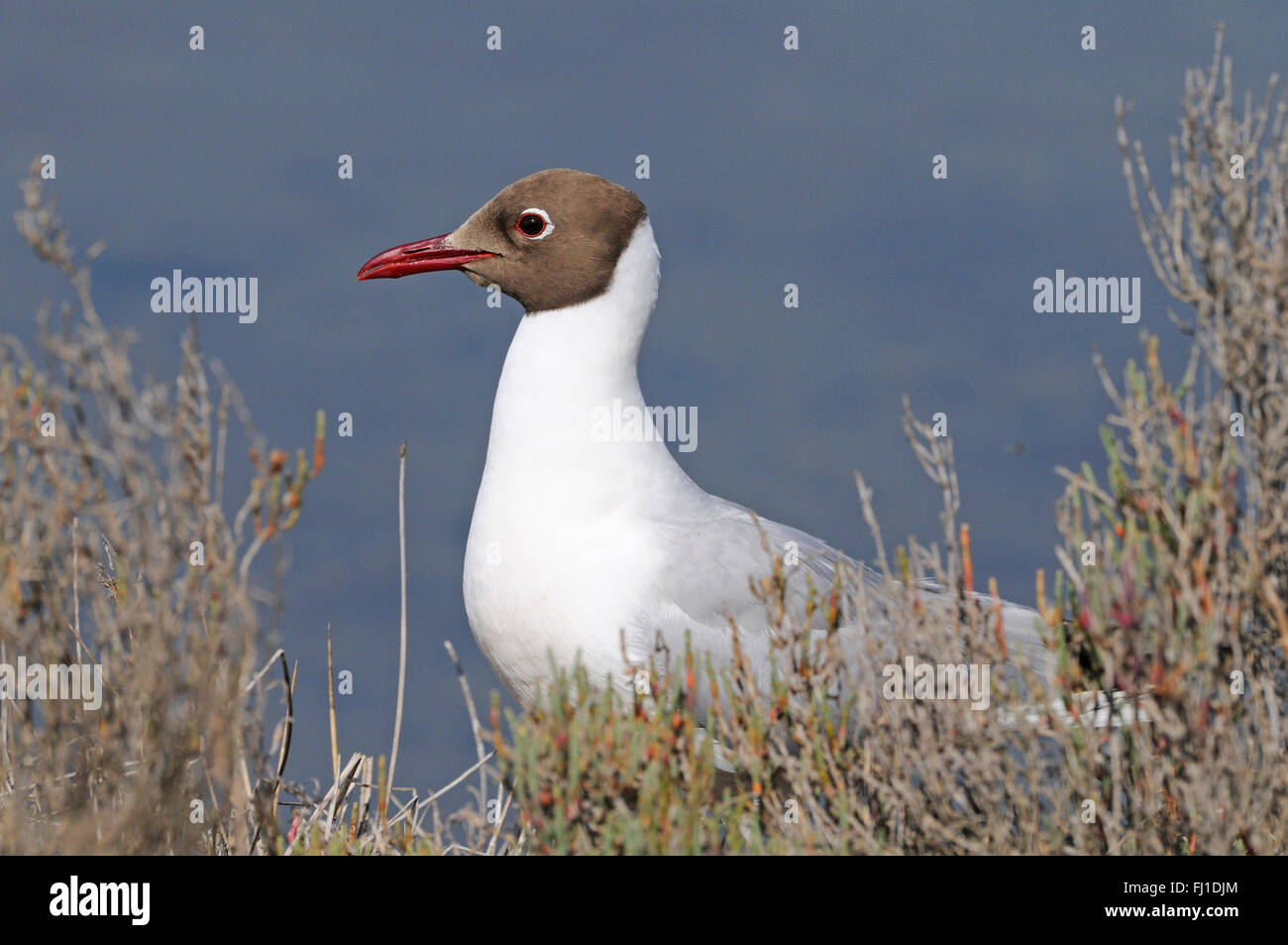 a portrait of black-headed gull, (Larus ridibundus) Ligury, Italy Stock ...
