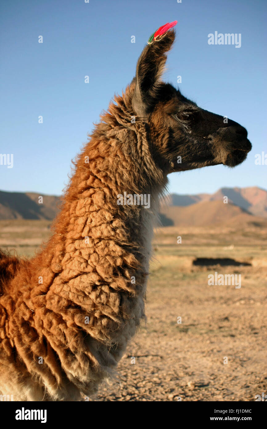 Andean tribes hi-res stock photography and images - Alamy