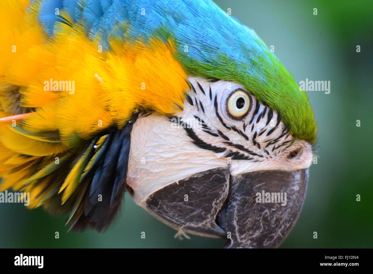 Pantanal yellow macaw hi-res stock photography and images - Alamy