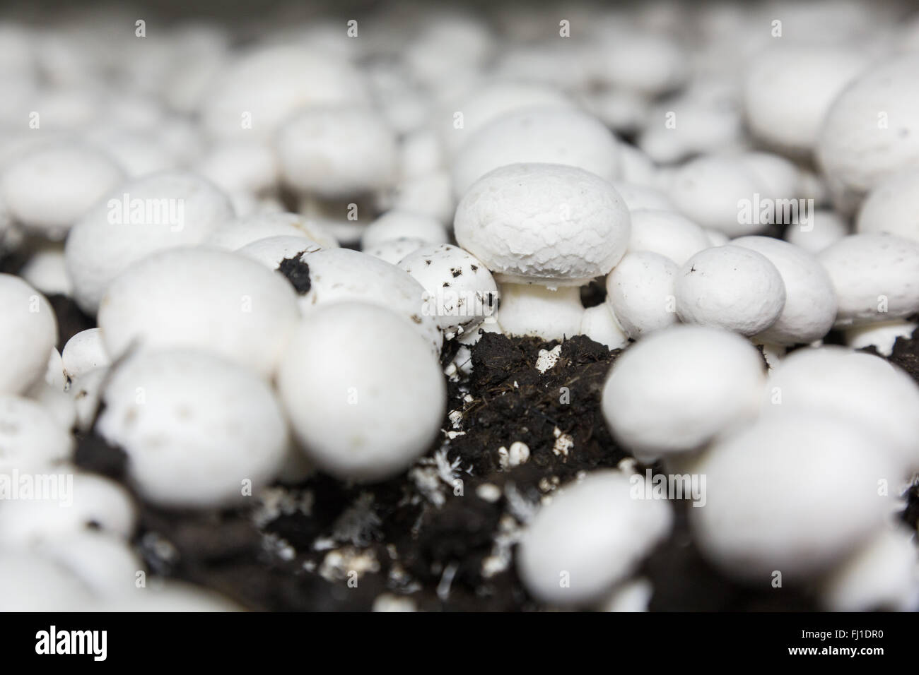 Fresh champignons growing on a special soil on a mushroom production ...