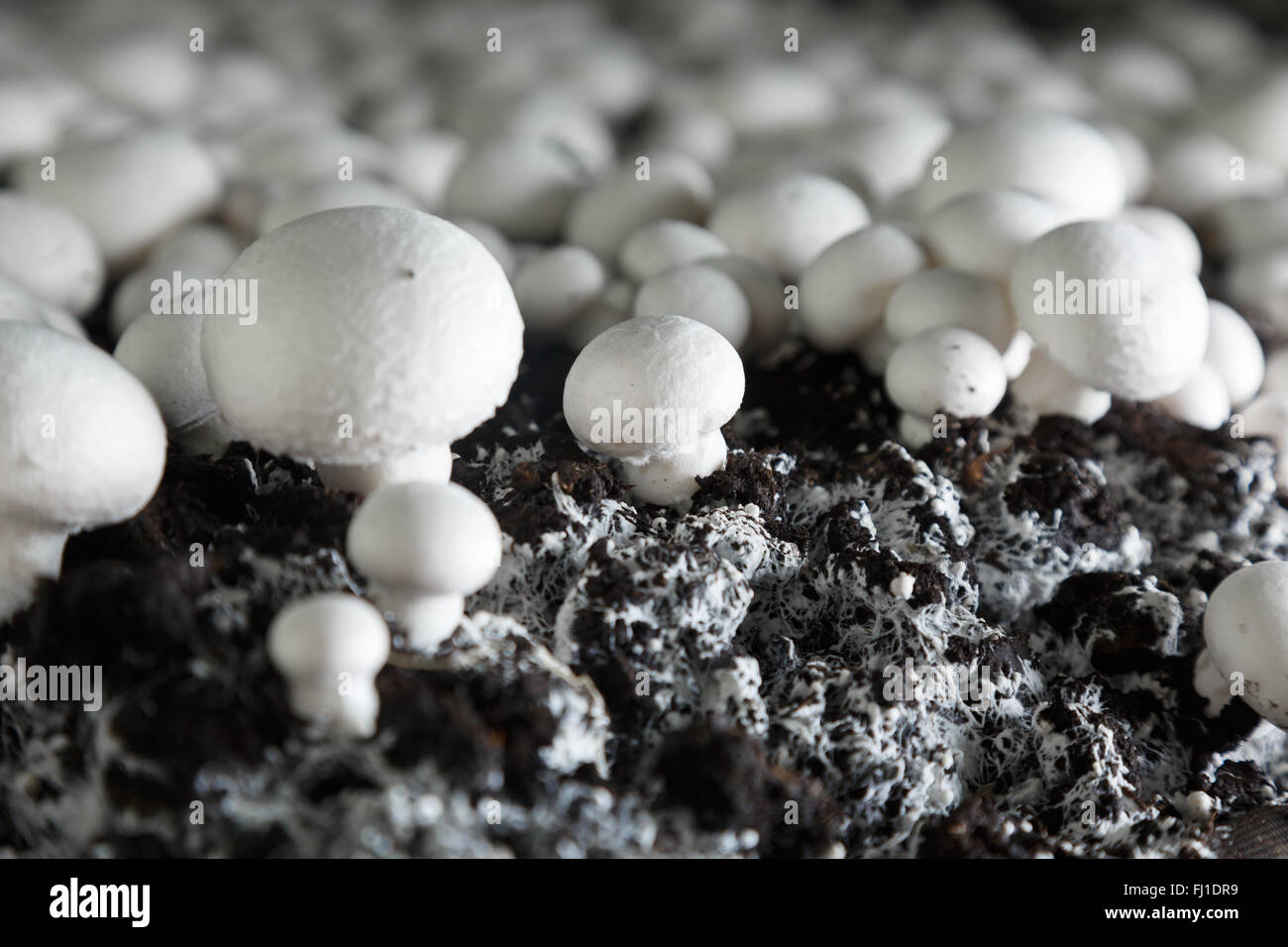 Fresh champignons growing on a special soil on a mushroom production ...