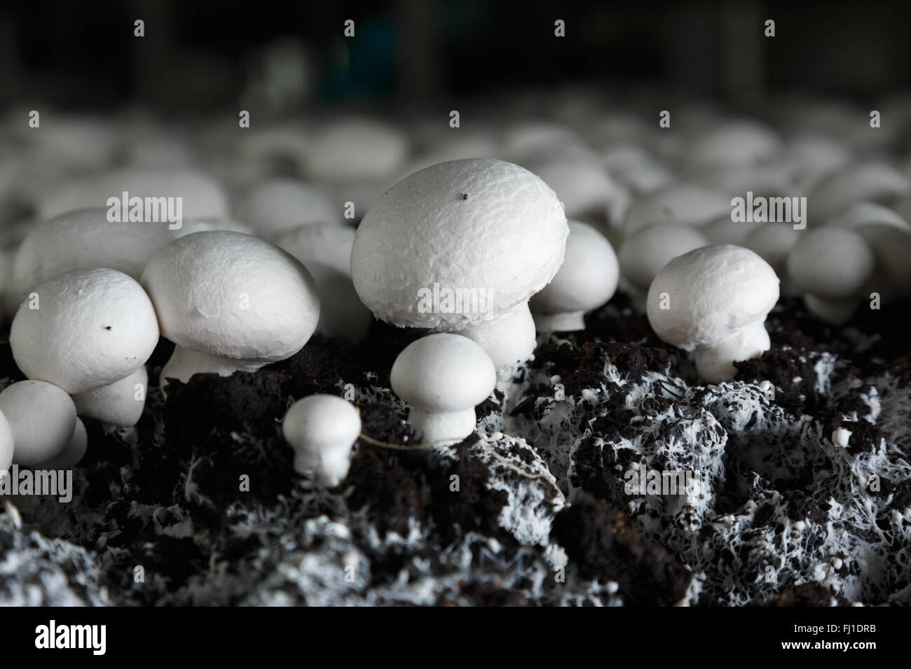 Fresh champignons growing on a special soil on a mushroom production ...