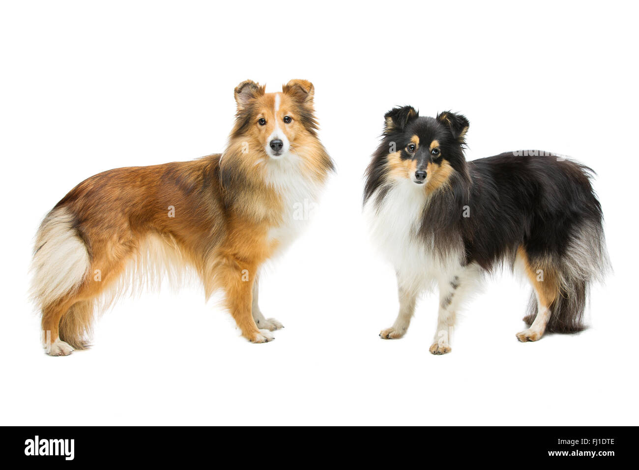 Two sheltie dogs Stock Photo - Alamy