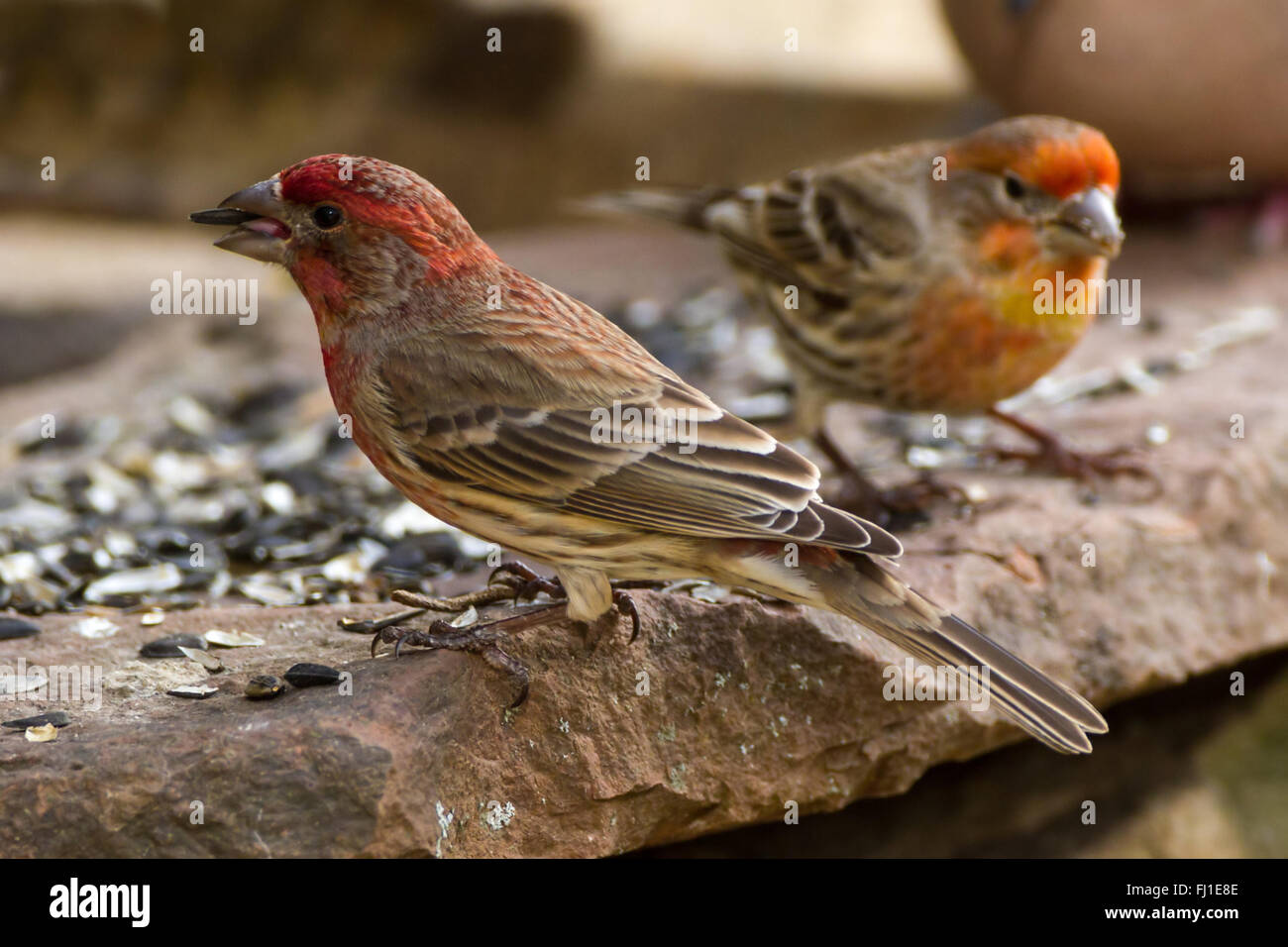 House Finch Male