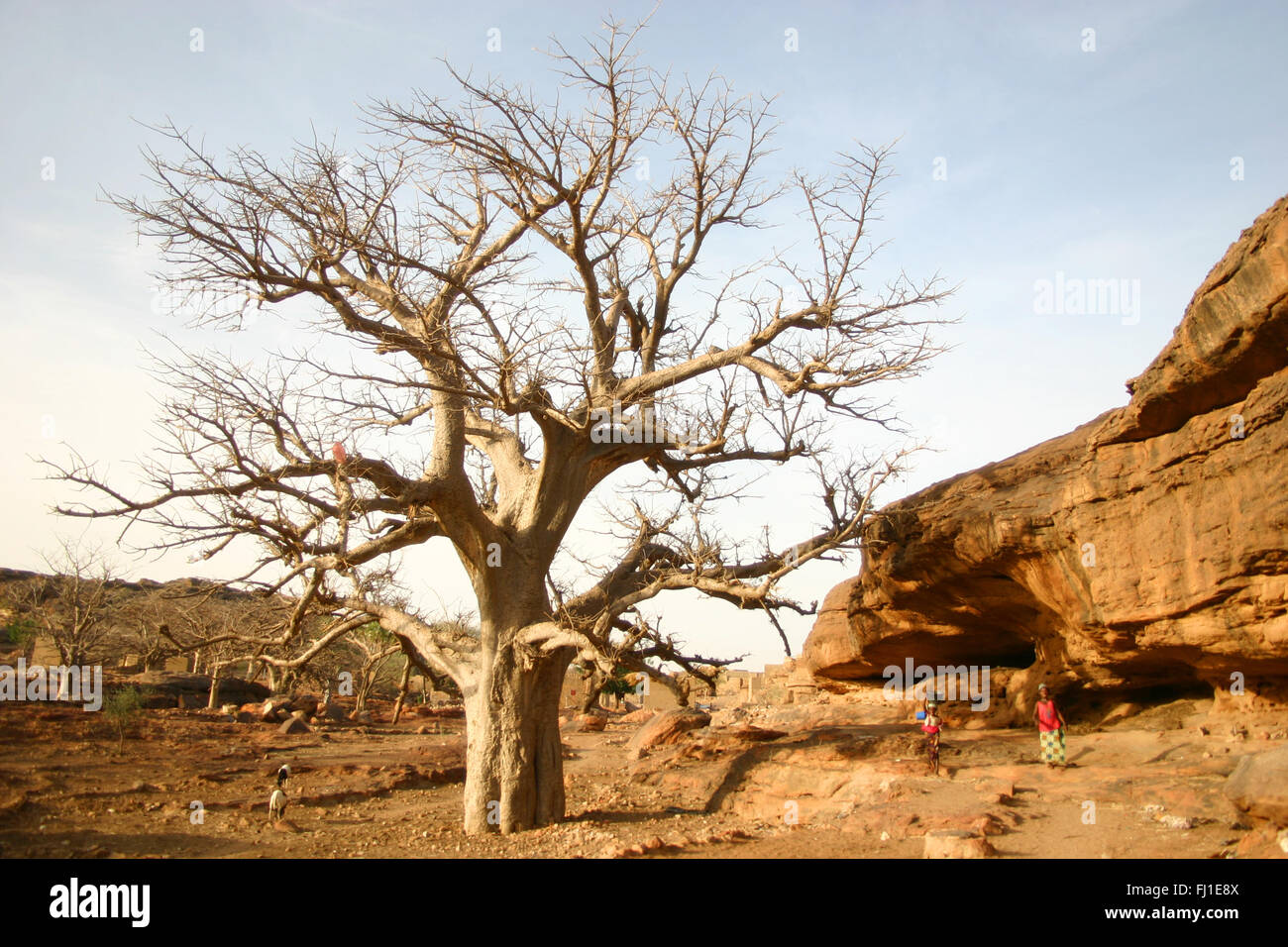 Baobab tree and landscape of the Dogon country along the cliff of ...