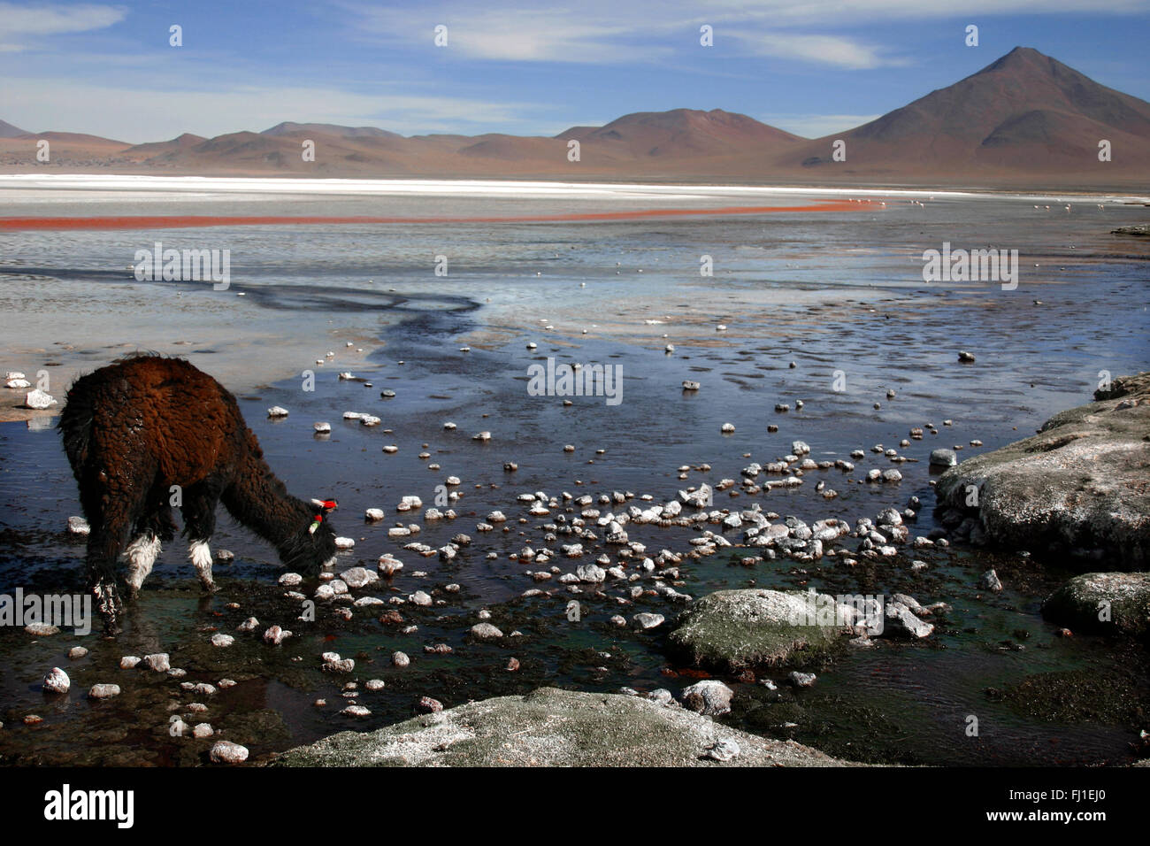 Bolivia landscape of Laguna Colorada with lama animal Stock Photo - Alamy