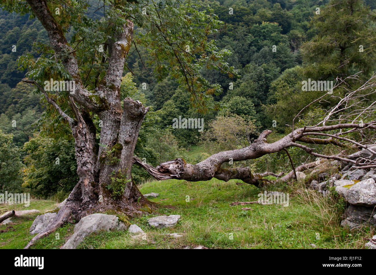 Fallen old beech tree hi-res stock photography and images - Alamy