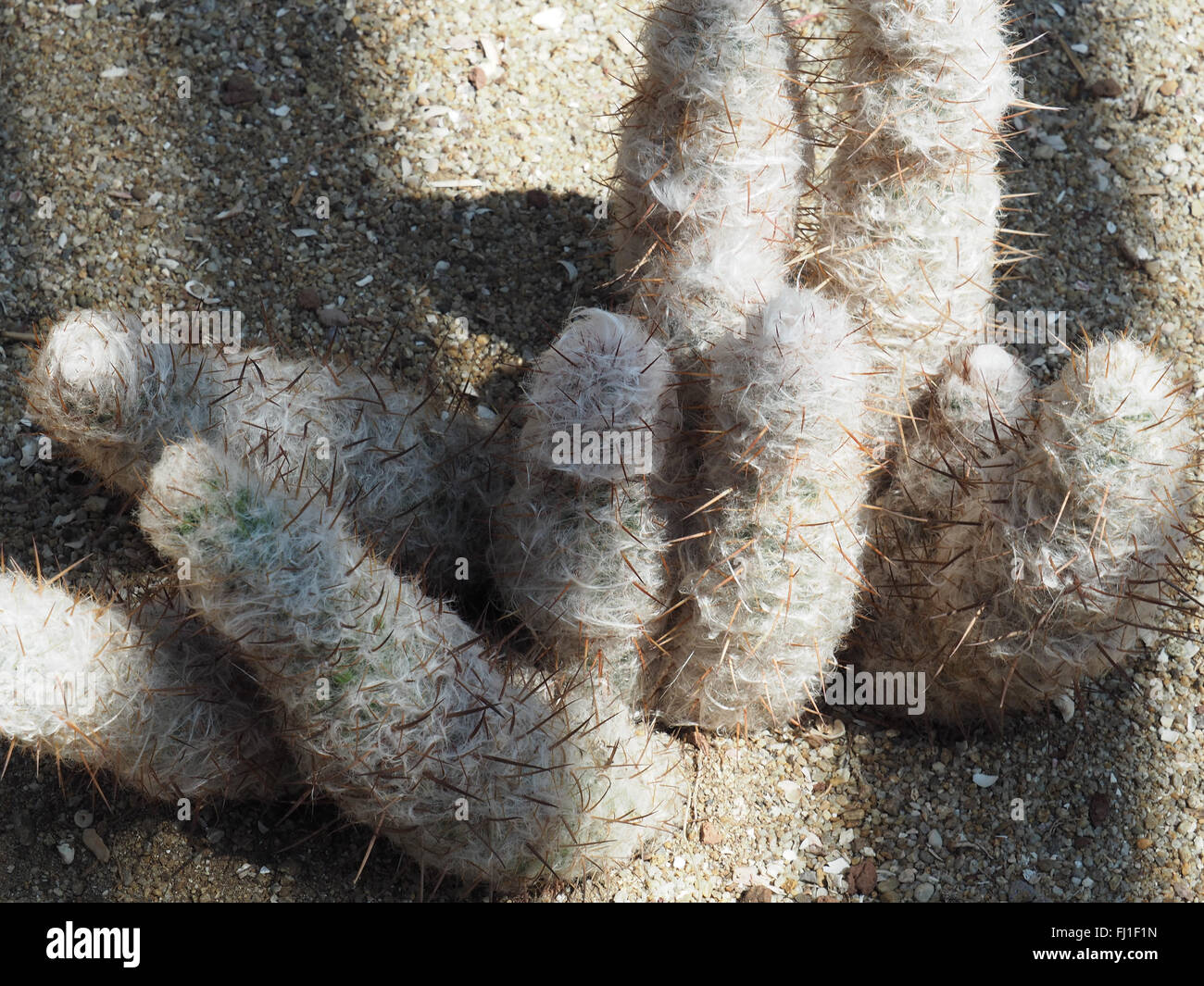 Catcus up close hi-res stock photography and images - Alamy