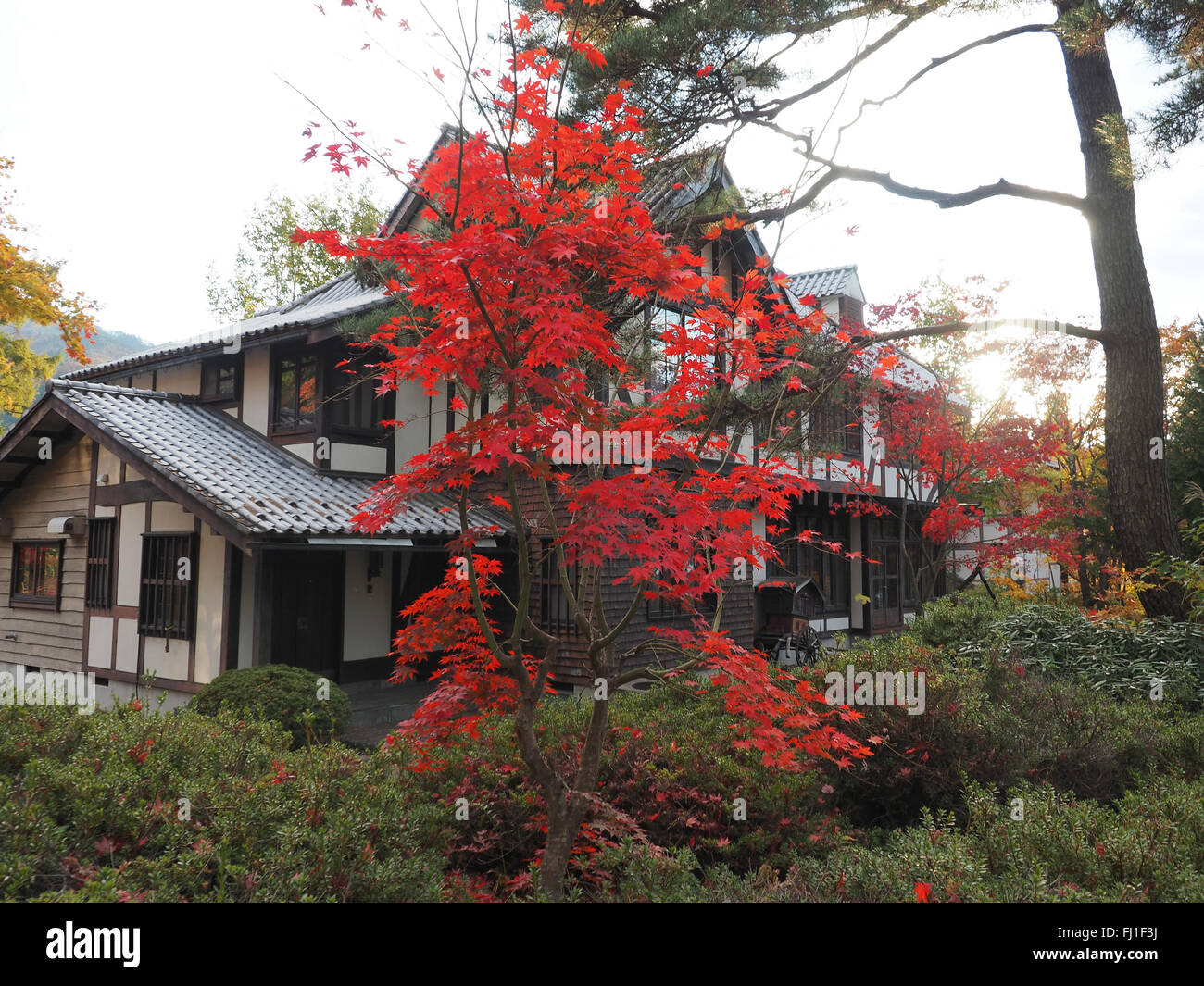 A red colored tree in front of a Japanese style house Stock Photo - Alamy