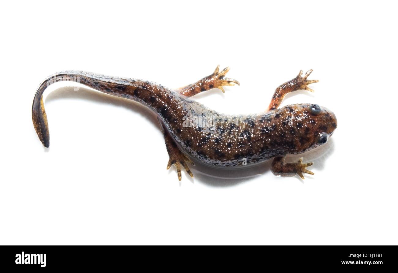 Sharp-ribbed Newt is walking on the white background Stock Photo - Alamy
