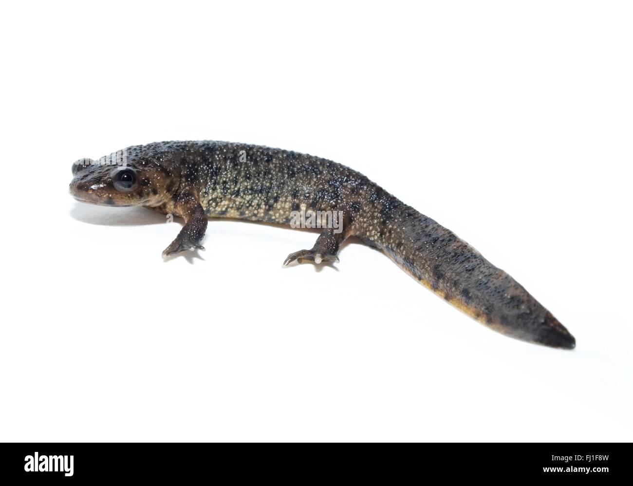 Sharp-ribbed Newt is walking on the white background Stock Photo - Alamy