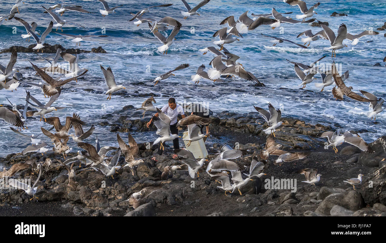 Lanzarote fish canary islands hi-res stock photography and images - Alamy