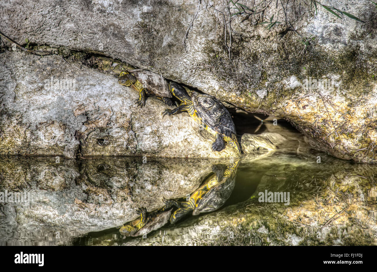 three turtles in a pond in hdr Stock Photo - Alamy