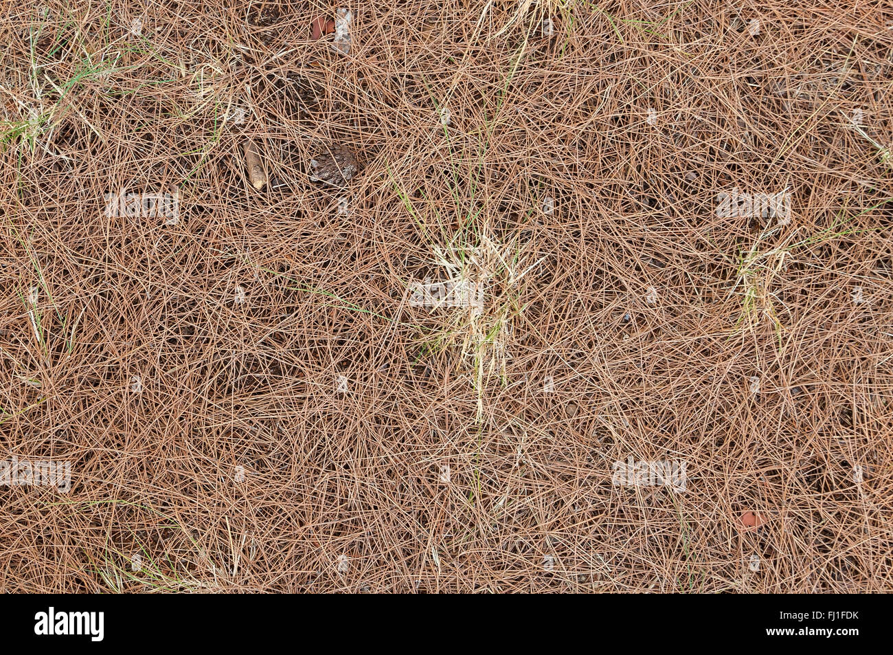 Dried natural undergrowth background texture with cones Stock Photo - Alamy