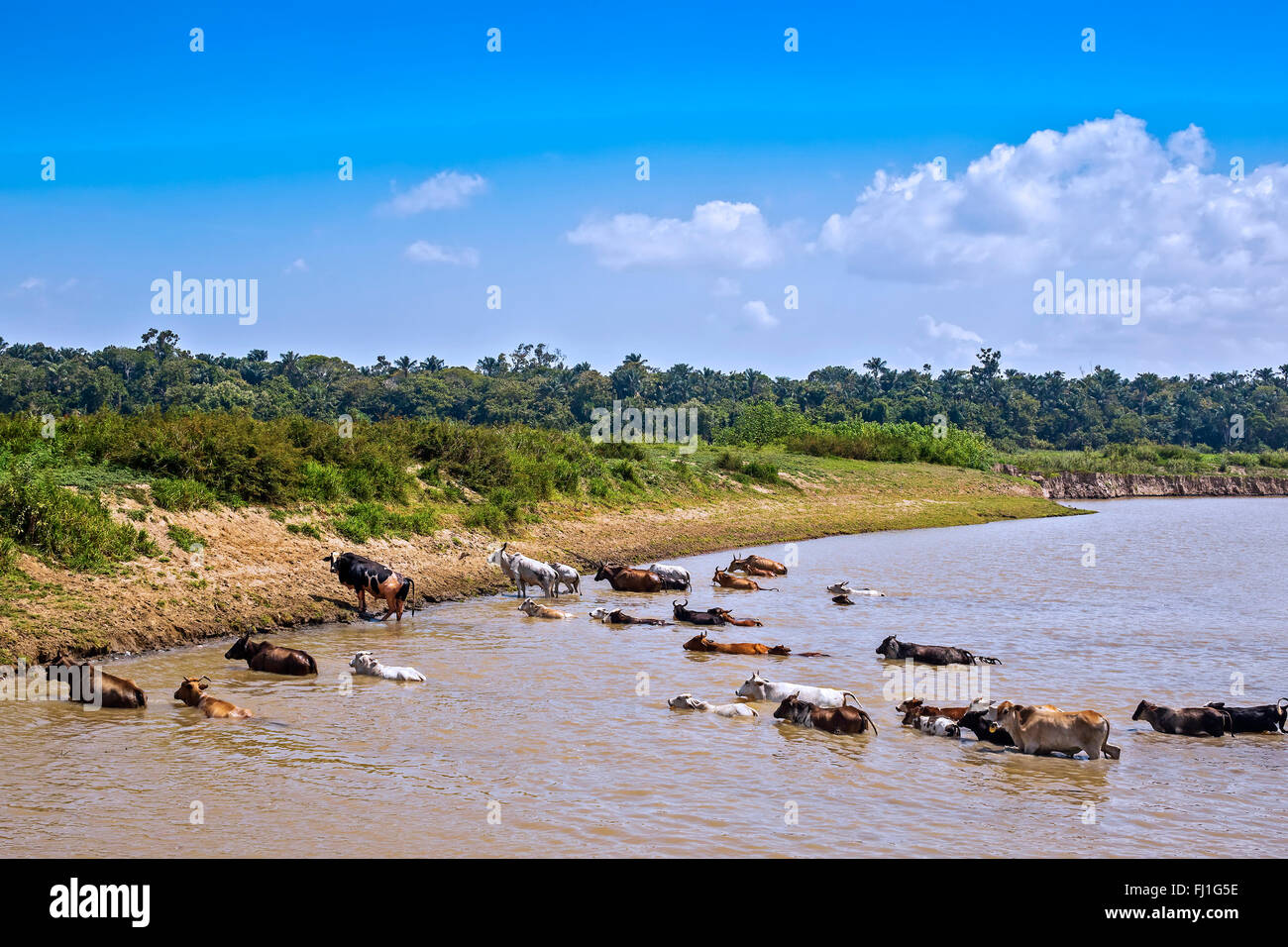 Cattle crossing river hi-res stock photography and images - Alamy
