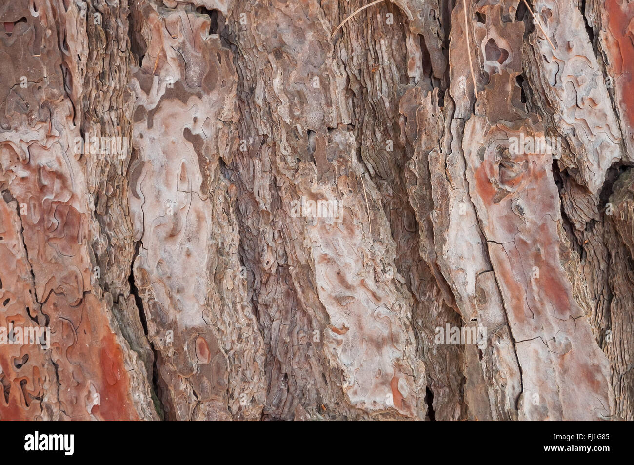 Wood texture or background made of tree bark Stock Photo - Alamy