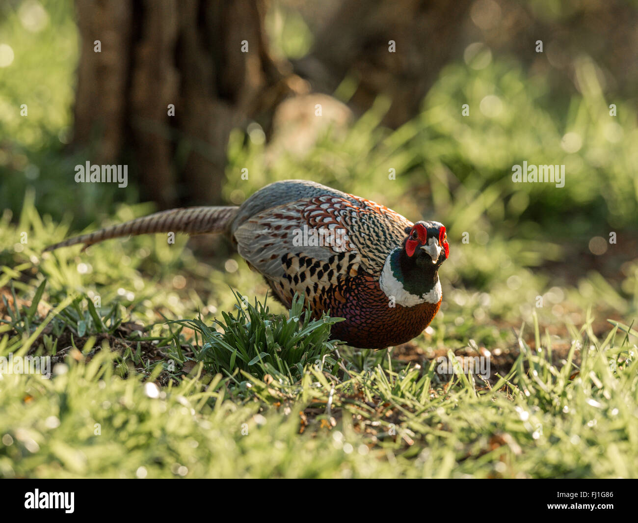 Beautiful Male Ring-necked Pheasant (Phasianus colchicus) foraging in ...