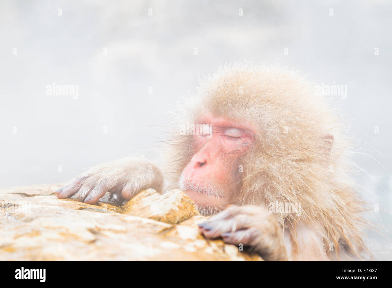 A meditating snow monkey at Jigokudani's hot spring, Japan Stock Photo ...