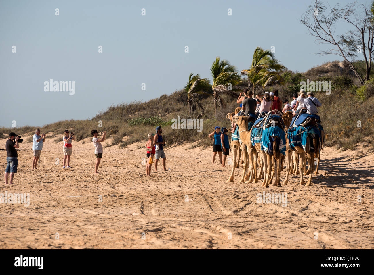 Wild Camels Australia Stock Photos & Wild Camels Australia Stock Images ...