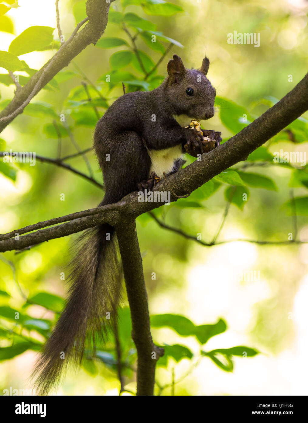 Squirrel eating chestnut hi-res stock photography and images - Alamy