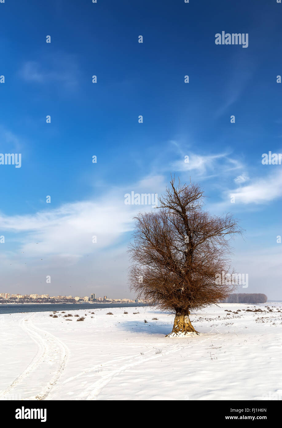 Single tree in snow near the Danube Stock Photo - Alamy
