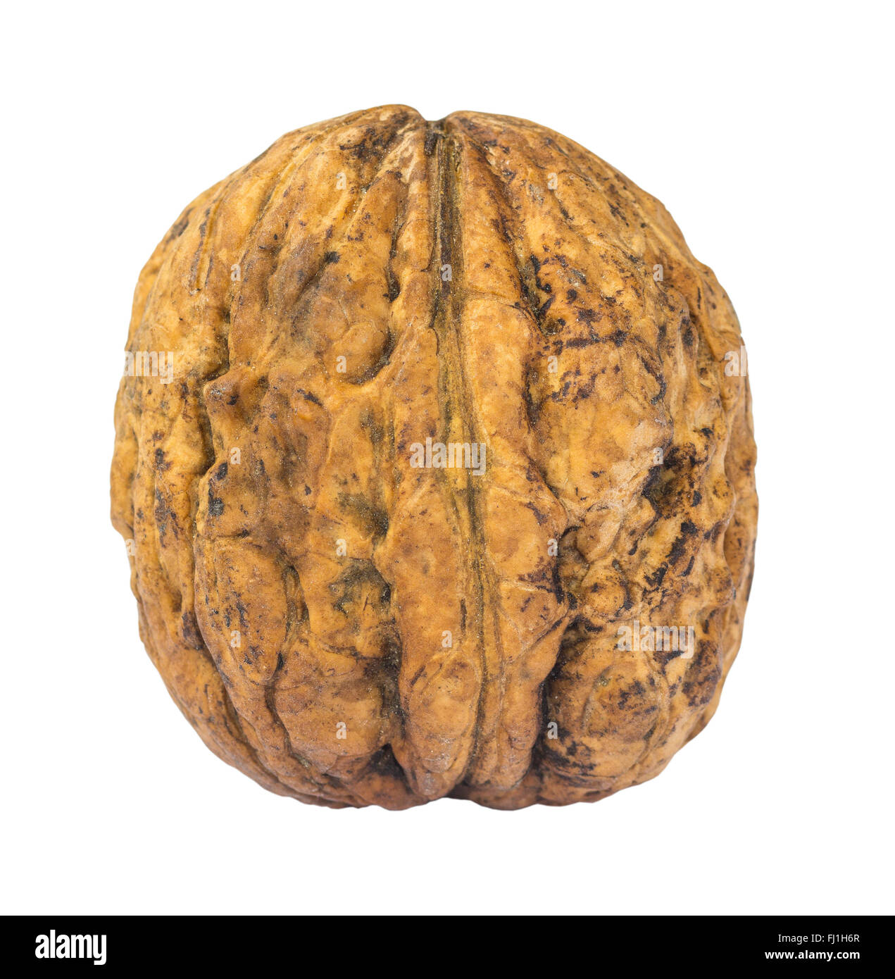 Single walnut isolated on white background Stock Photo - Alamy
