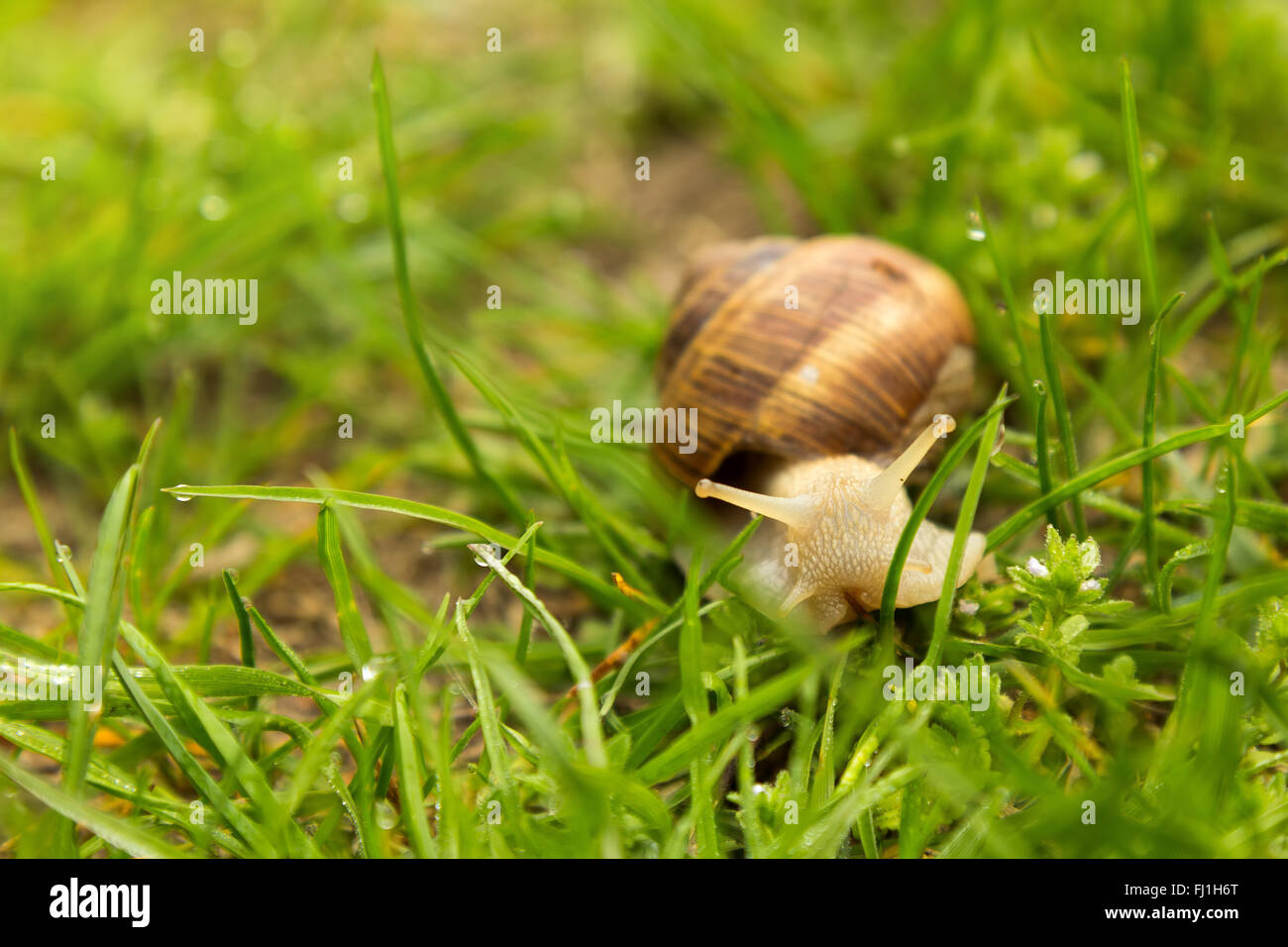 Snails in grass snail garden hi-res stock photography and images - Alamy
