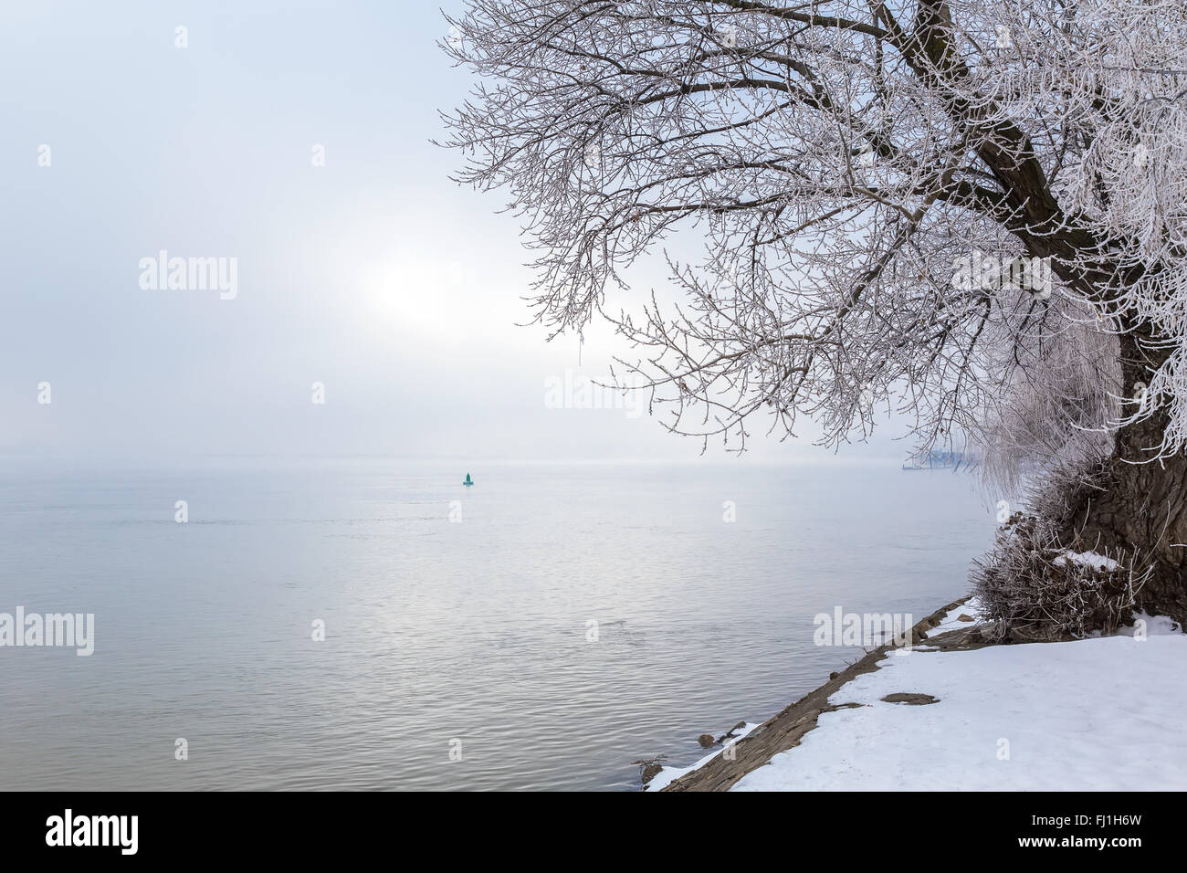 Snowy willow tree hi-res stock photography and images - Alamy
