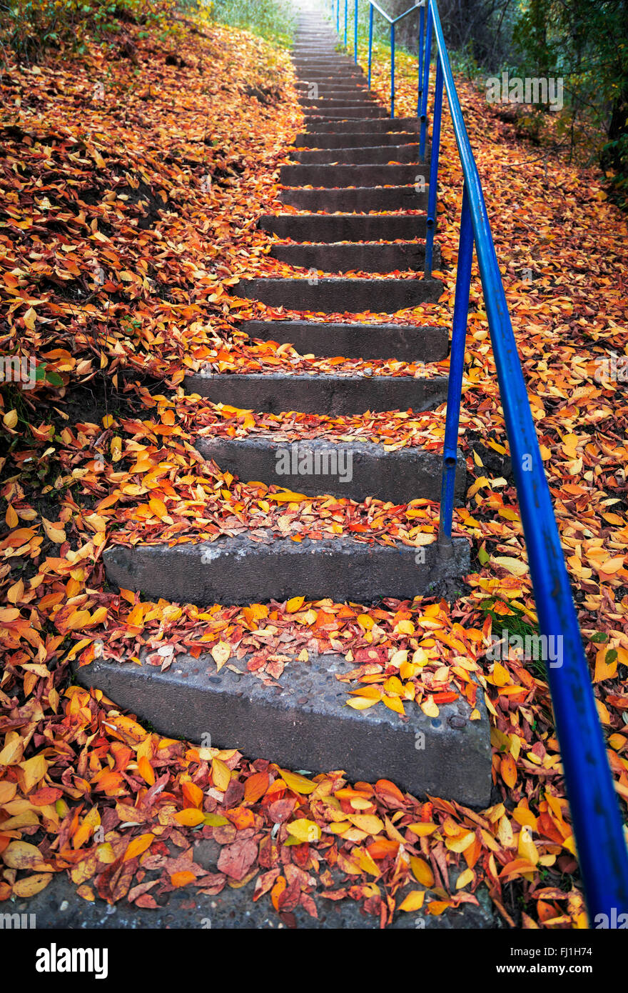 Stairs covered with autumn leaves Stock Photo - Alamy