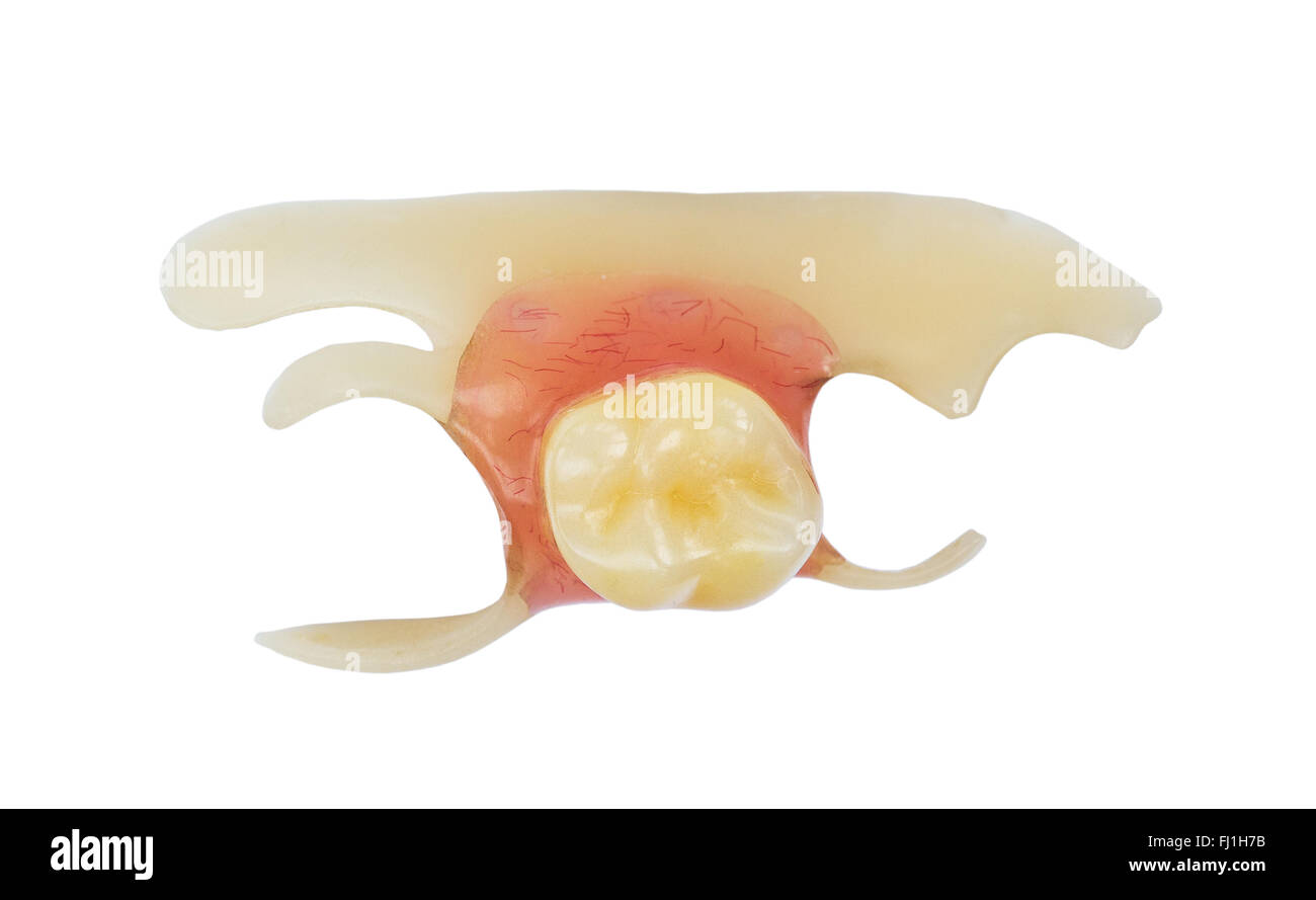 Top view of single artificial denture - false tooth - elastic ...
