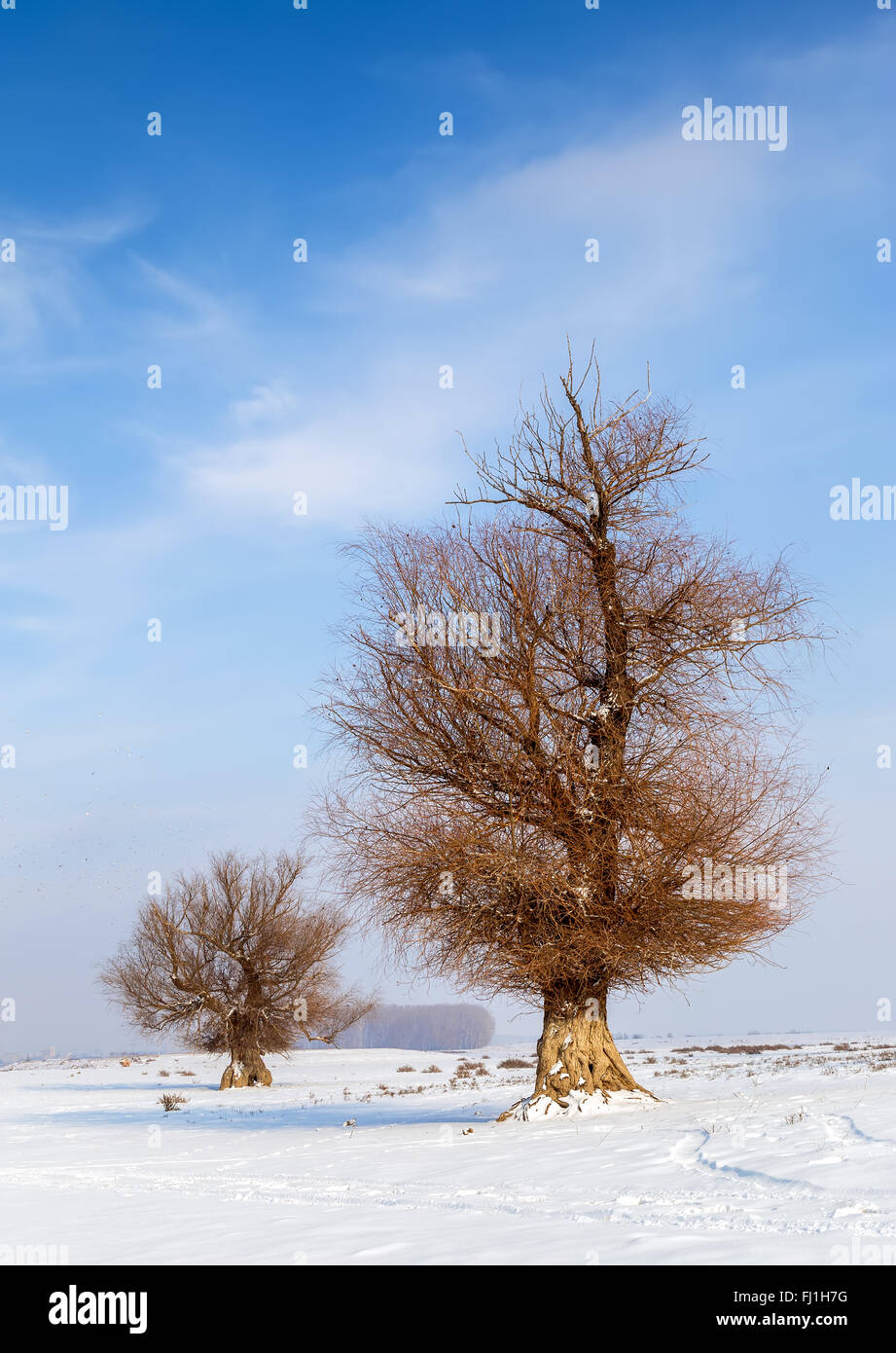 Trees in winter Stock Photo - Alamy
