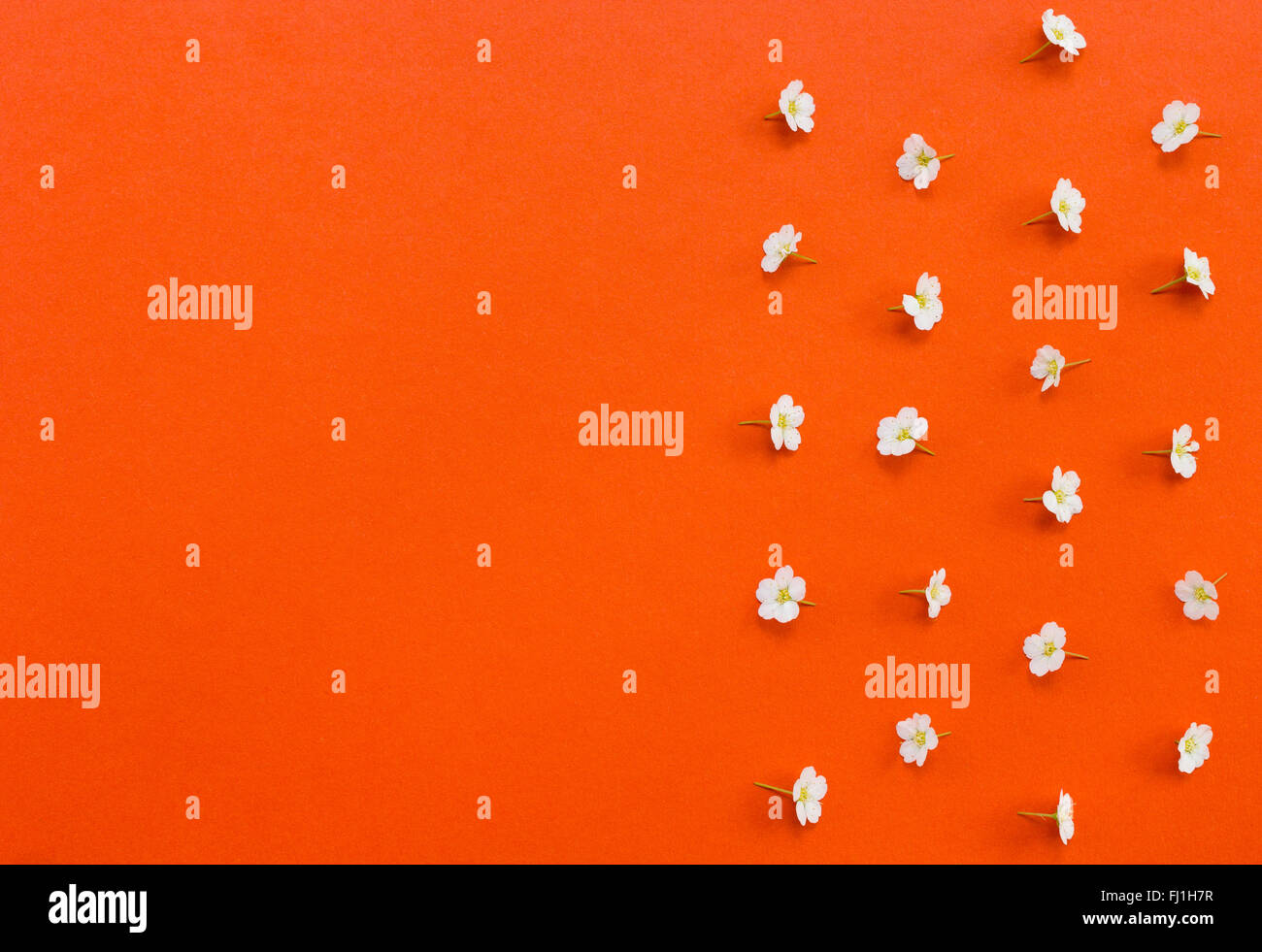 White flowers pattern on orange background Stock Photo - Alamy