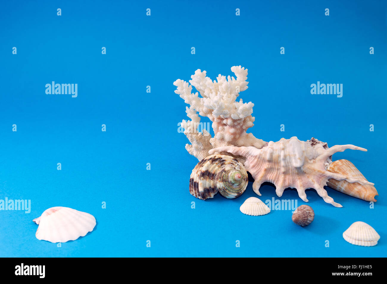 Marine shells on blue background Stock Photo - Alamy