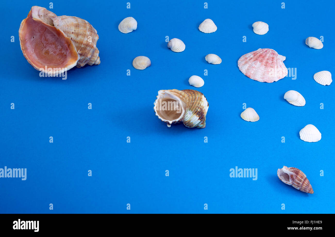Marine snails and shells Stock Photo - Alamy