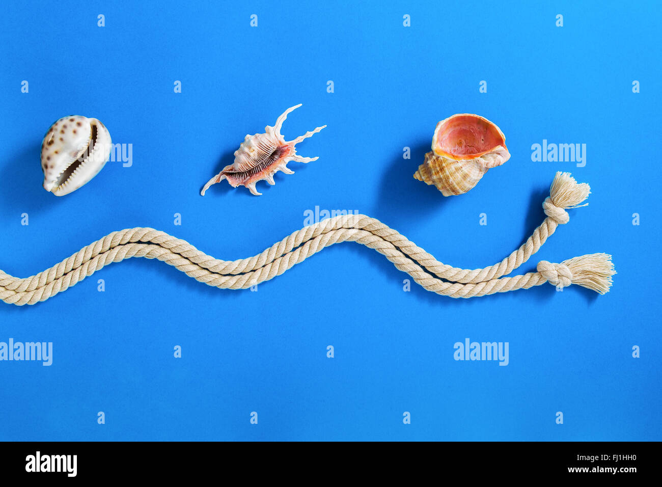 Rope with various sea shells Stock Photo - Alamy