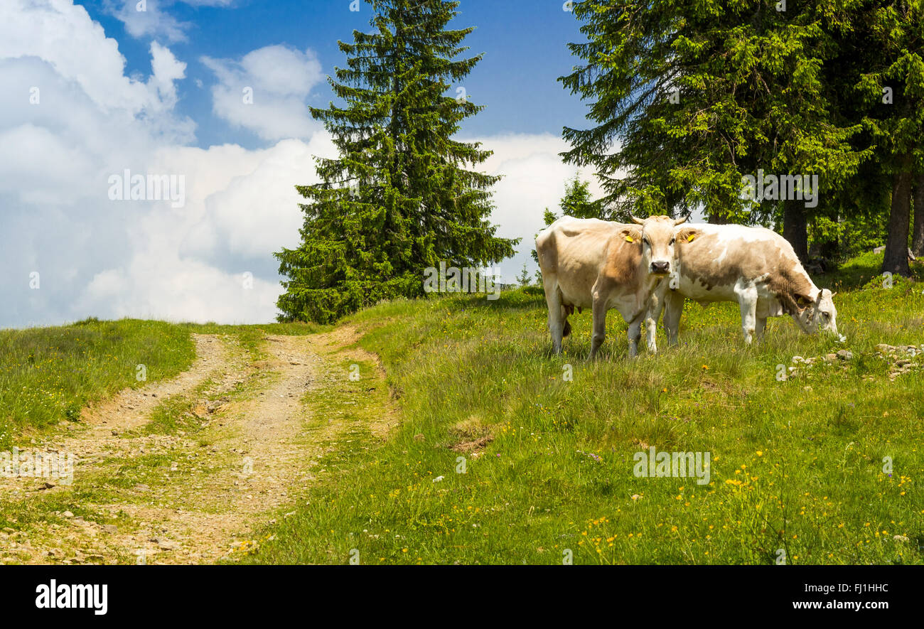 Two cows eating grass hi-res stock photography and images - Alamy