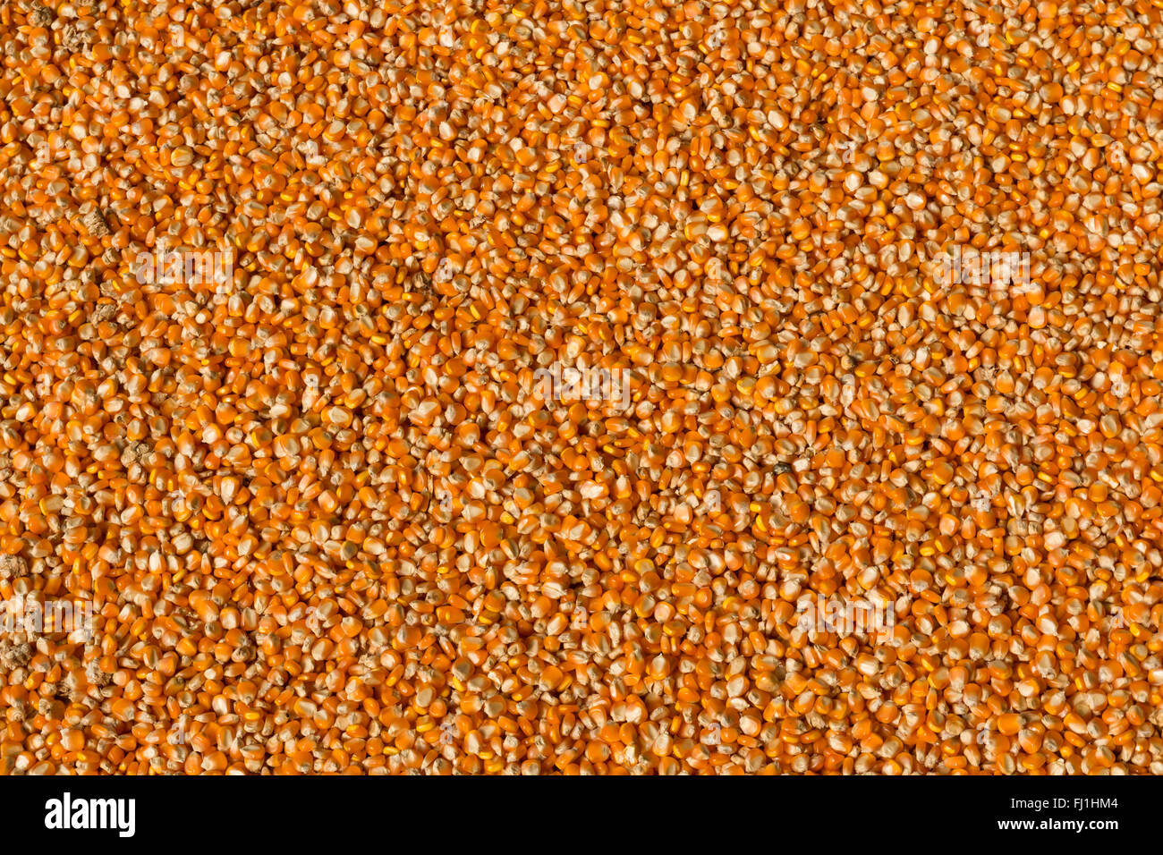 Corn seed texture, agriculture background Stock Photo - Alamy