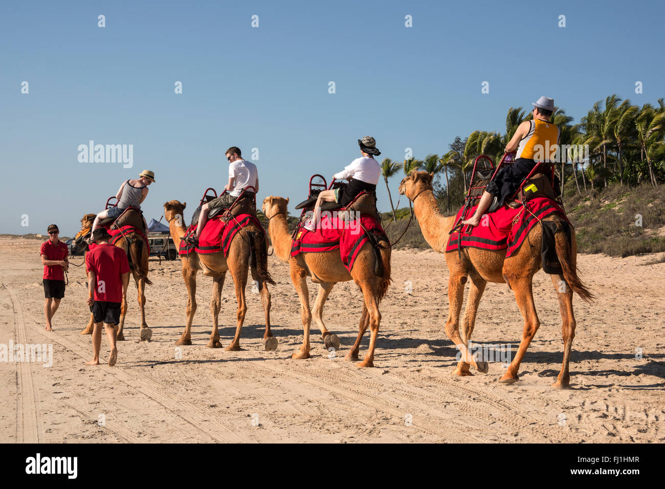 A camel train carrying tourists being led by their handlers on a 2km ...