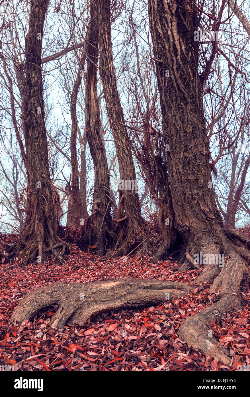 Root tree with fall leaves Stock Photo - Alamy