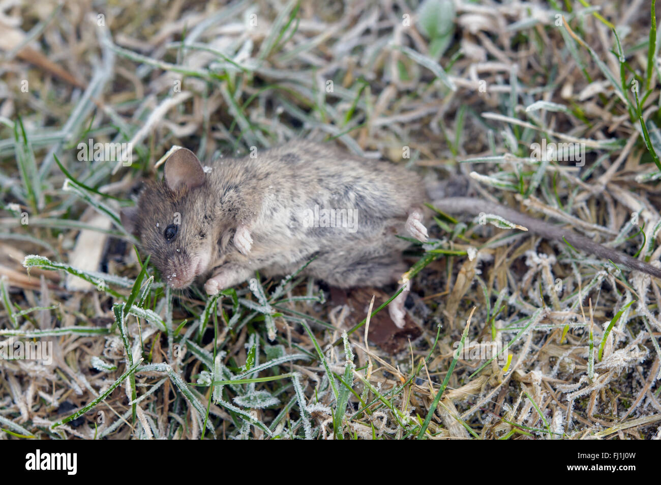 Dead field mouse hi-res stock photography and images - Alamy