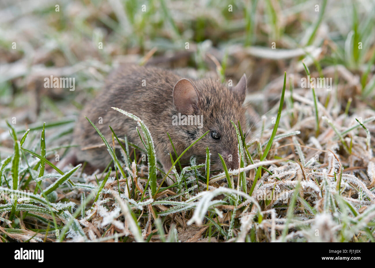 Field mouse on grass hi-res stock photography and images - Alamy
